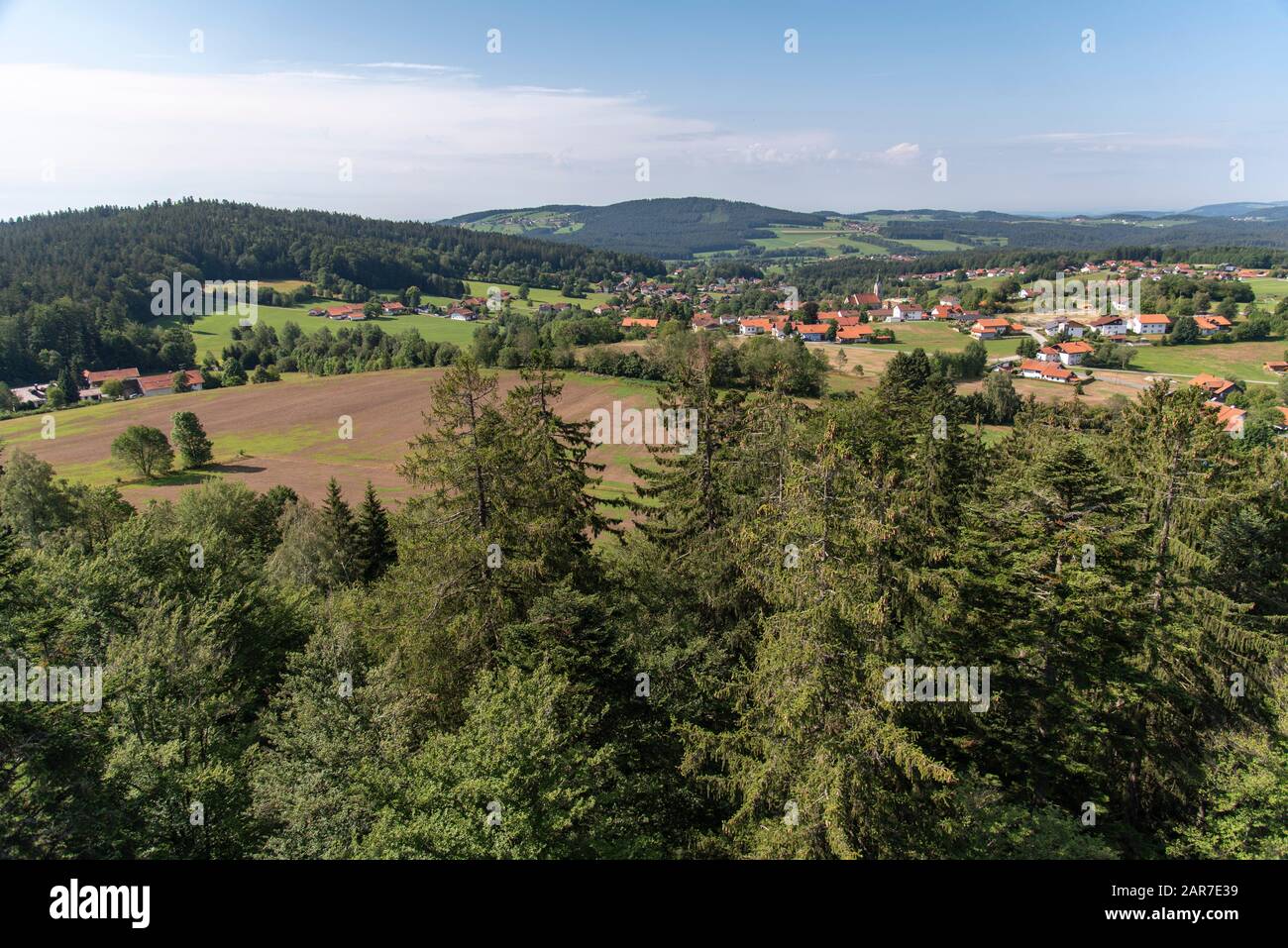 Germanys National Tree