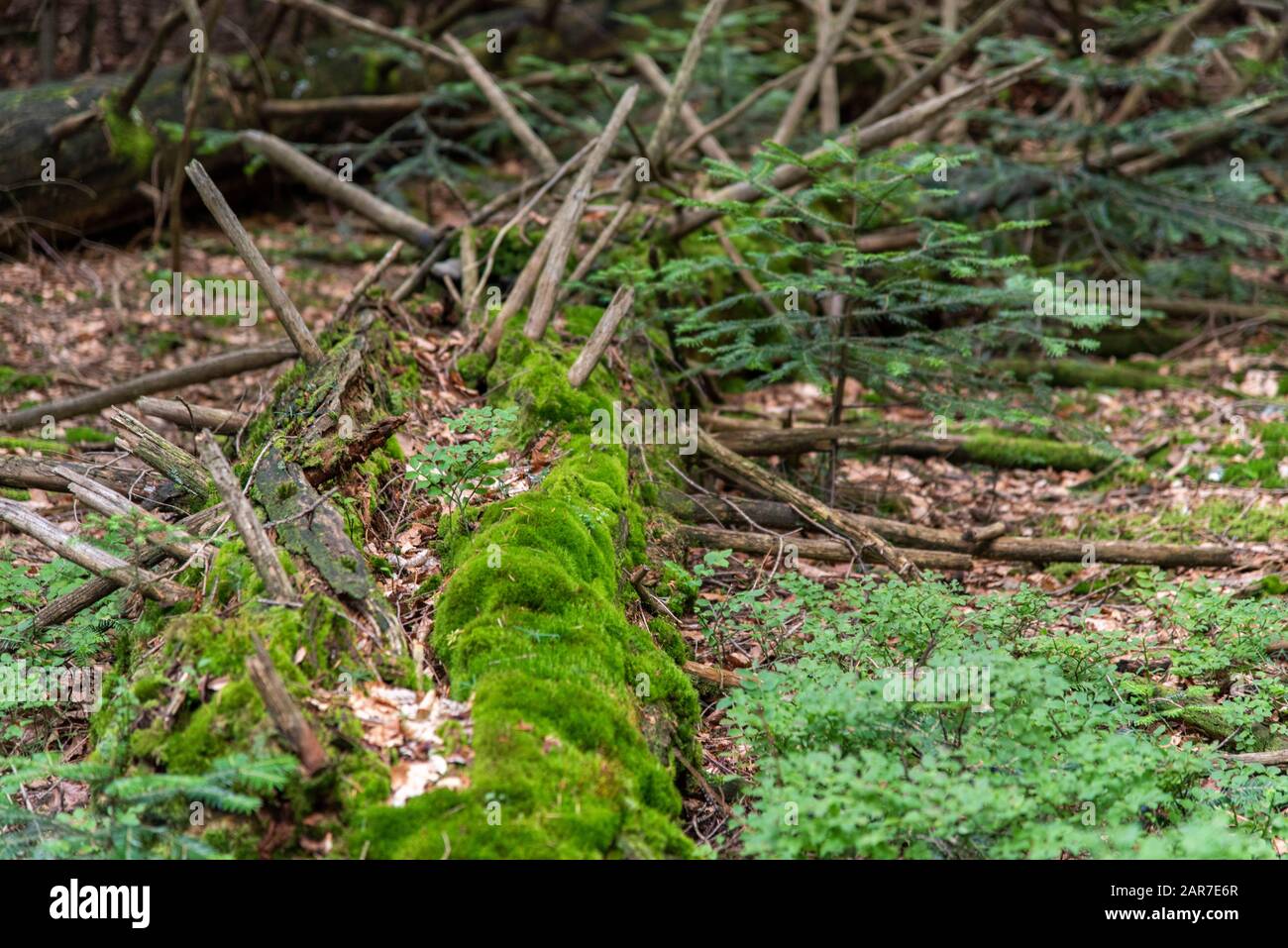 Tree tower, Tree Top Walk, Bavarian Forest National Park, Neuschönau ...