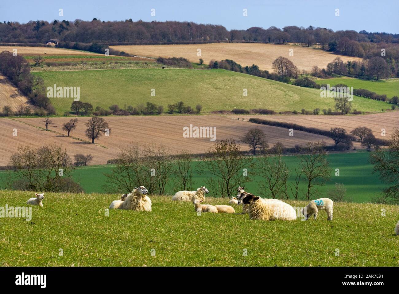 Sheep in Spring Upper Gade Valley Hertfordshire UK March Stock Photo ...