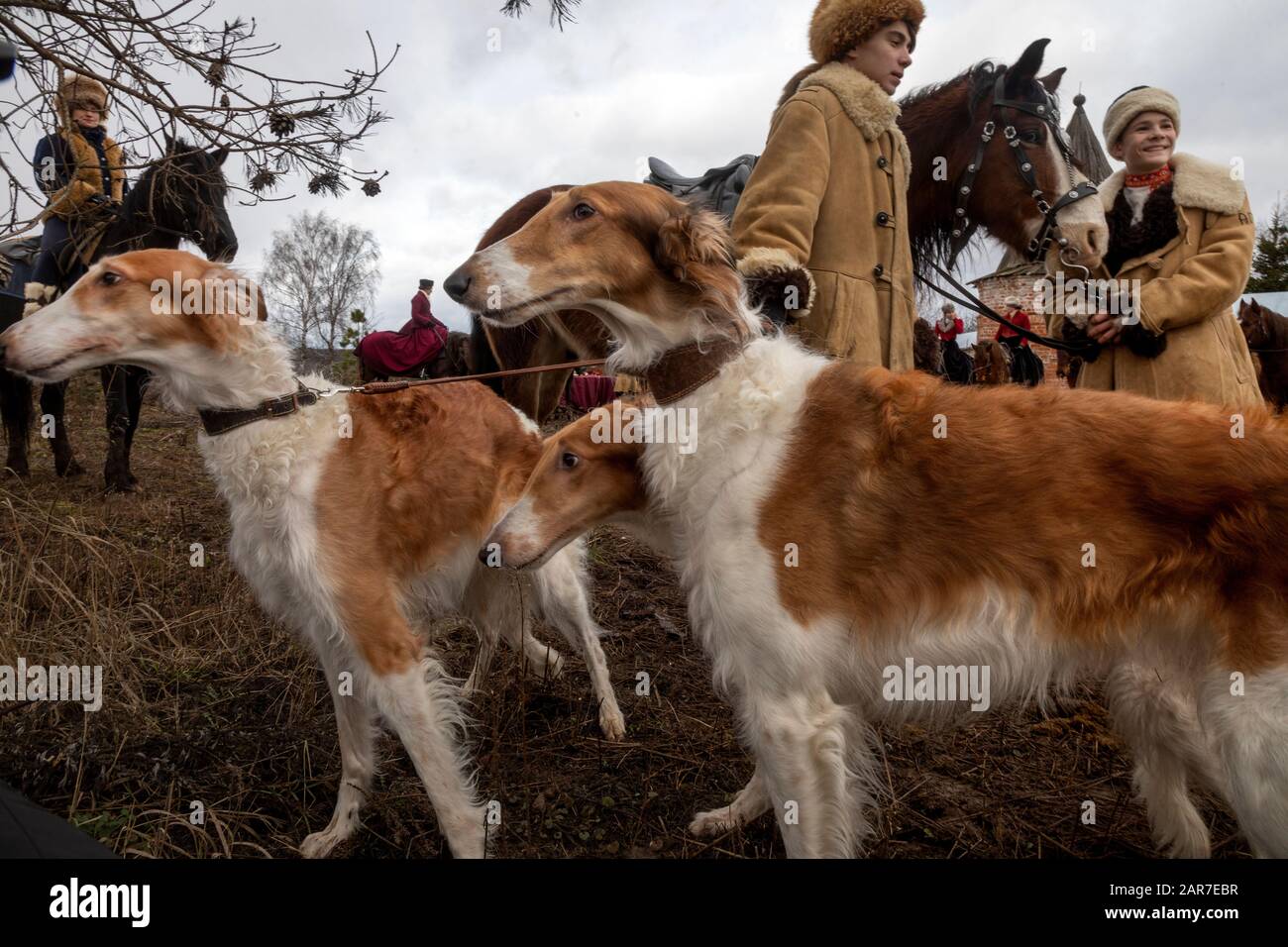 Russian hunting dog hi-res stock photography and images - Alamy