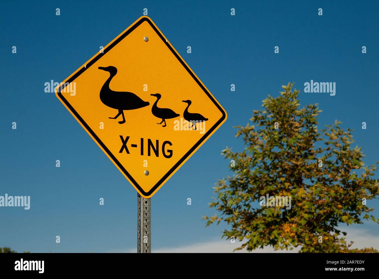 Yellow road sign with black graphic of a mother duck and two ducklings ...