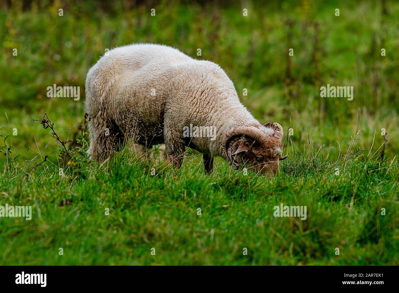 Portland lamb hi-res stock photography and images - Alamy