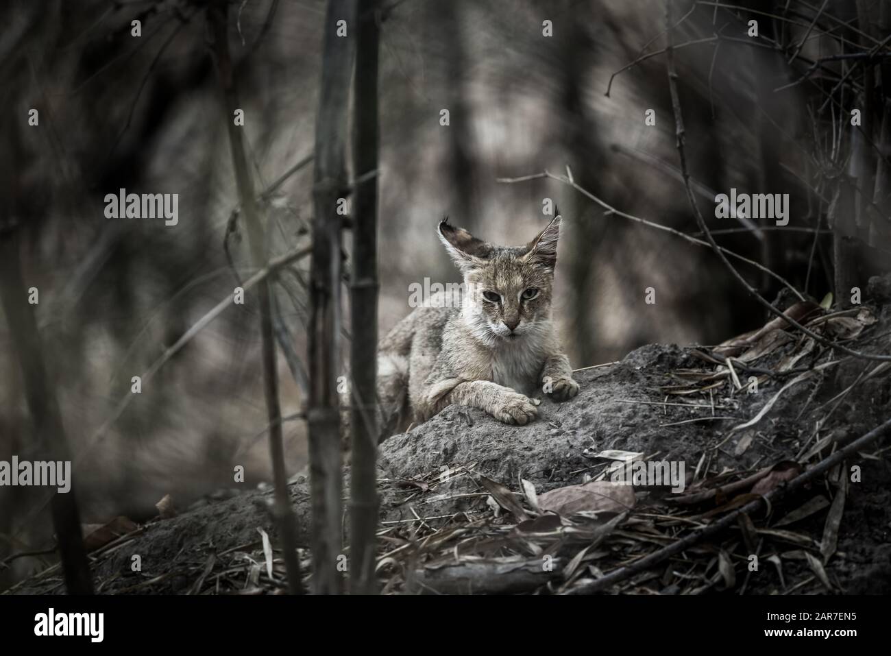 Swamp cats hi-res stock photography and images - Alamy