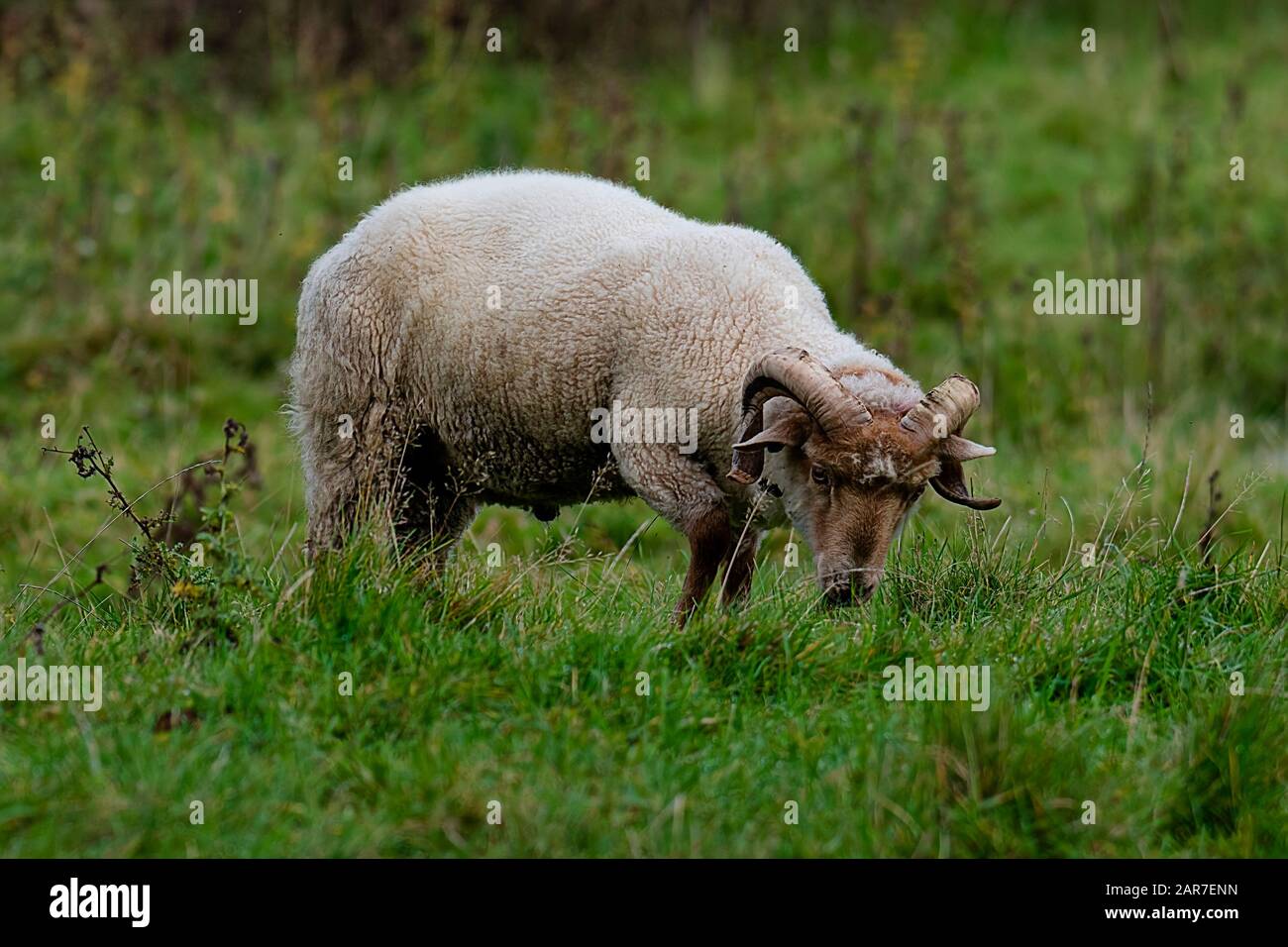 Portland lamb hi-res stock photography and images - Alamy
