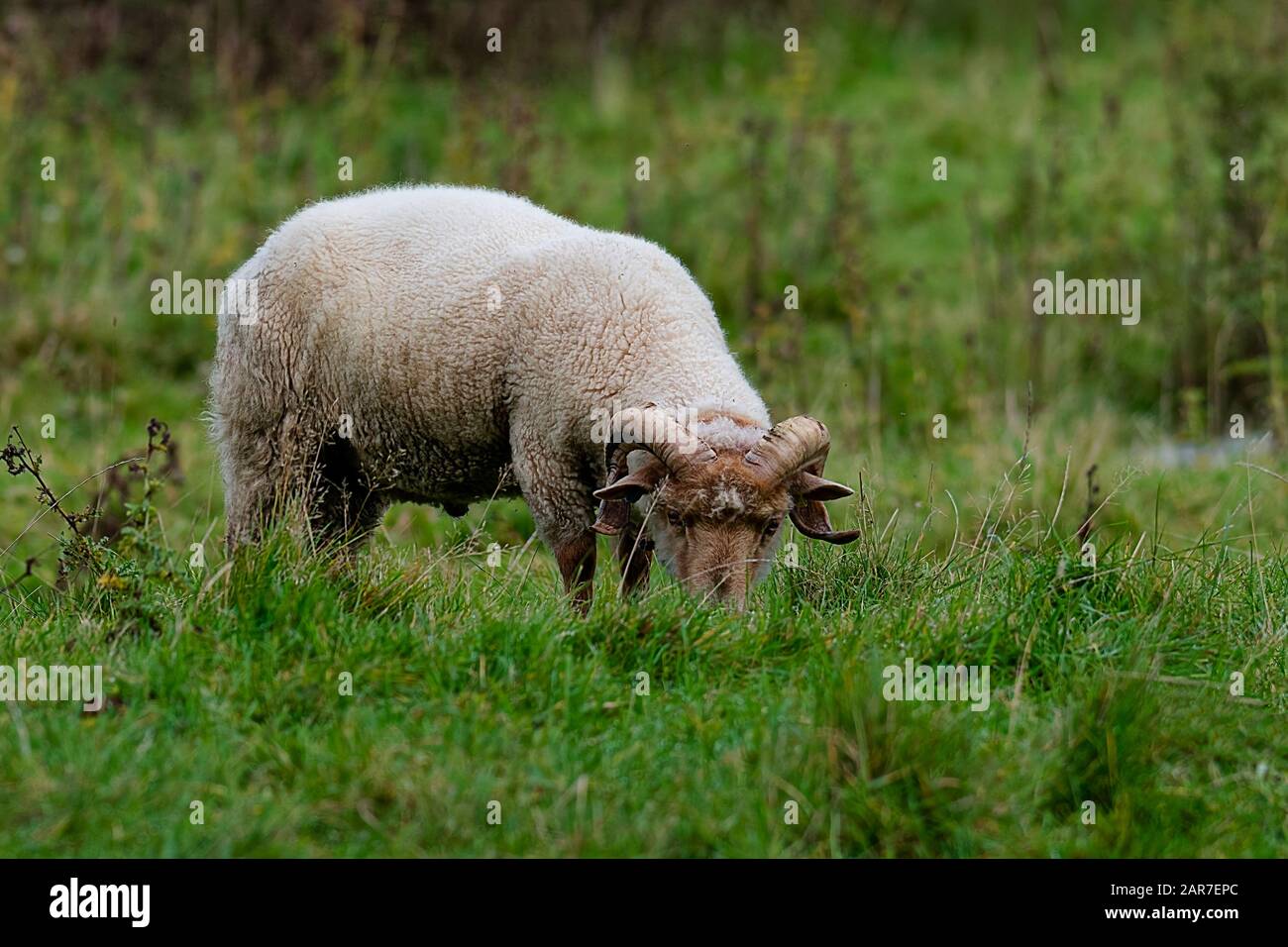 Big horn sheep ewe lamb hi-res stock photography and images - Alamy