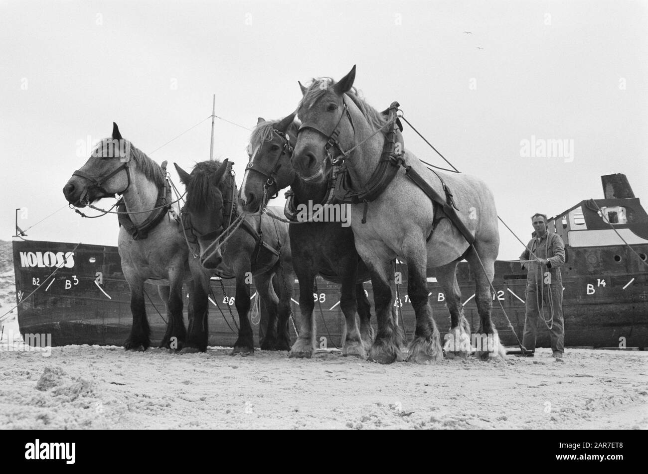 Art project Koloss on the beach of Camperduin Horses need to pull a ...