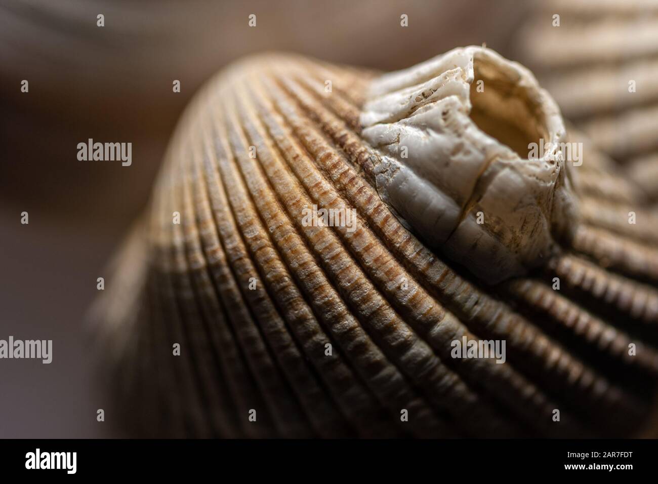 Parasite barnacle hi-res stock photography and images - Alamy
