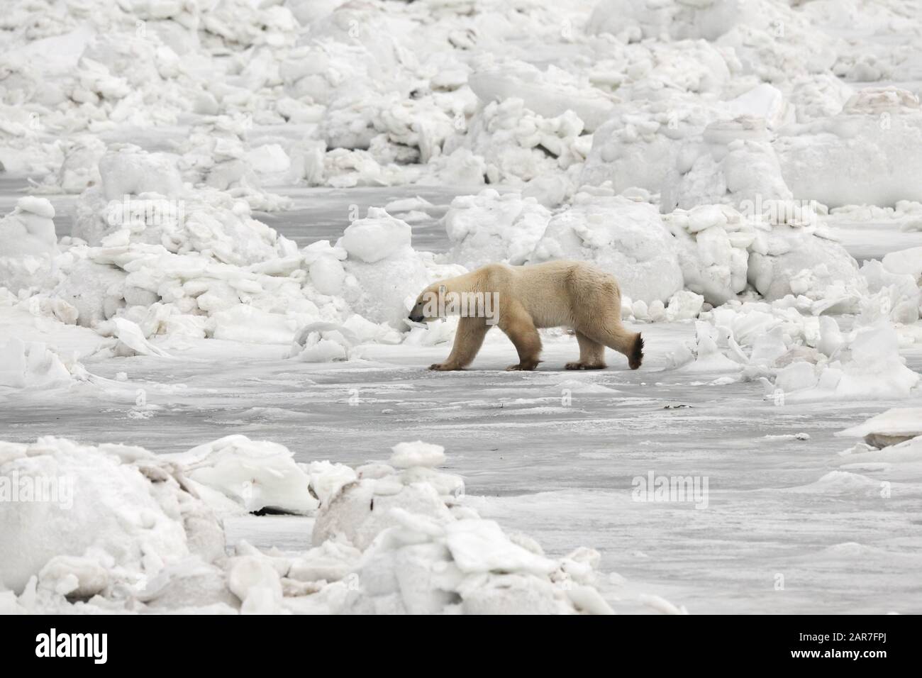 Polar bear (Ursus maritimus), Manitoba, Canada Stock Photo - Alamy