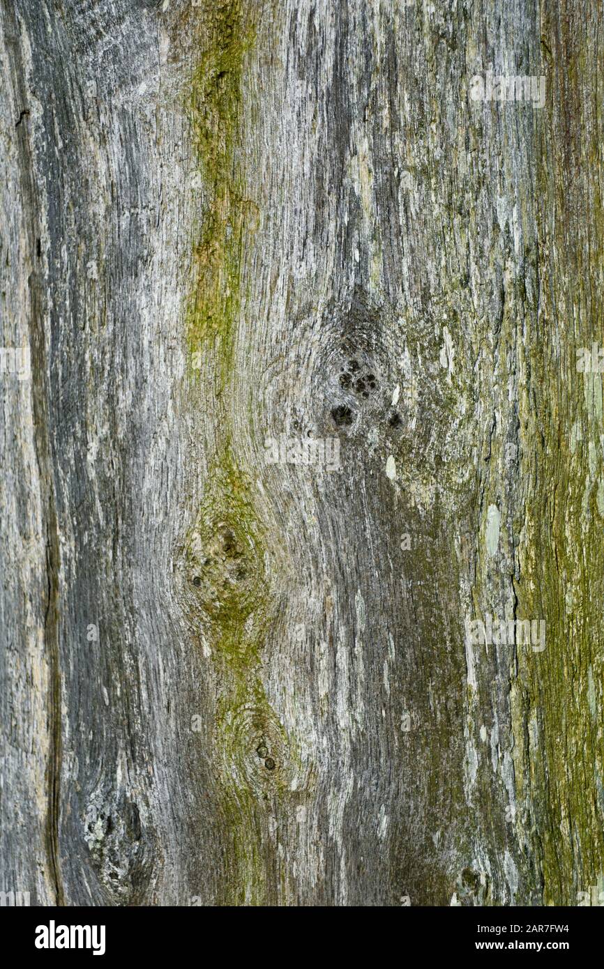 Old wood, beautiful wood texture, seashore, seaweed Stock Photo - Alamy