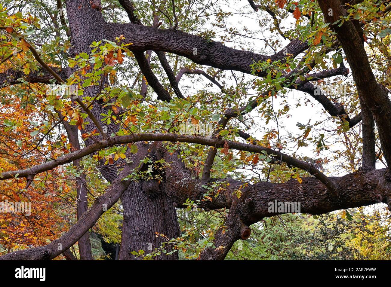 an old oak tree paled hundreds of years ago in the gardens of Madrid ...