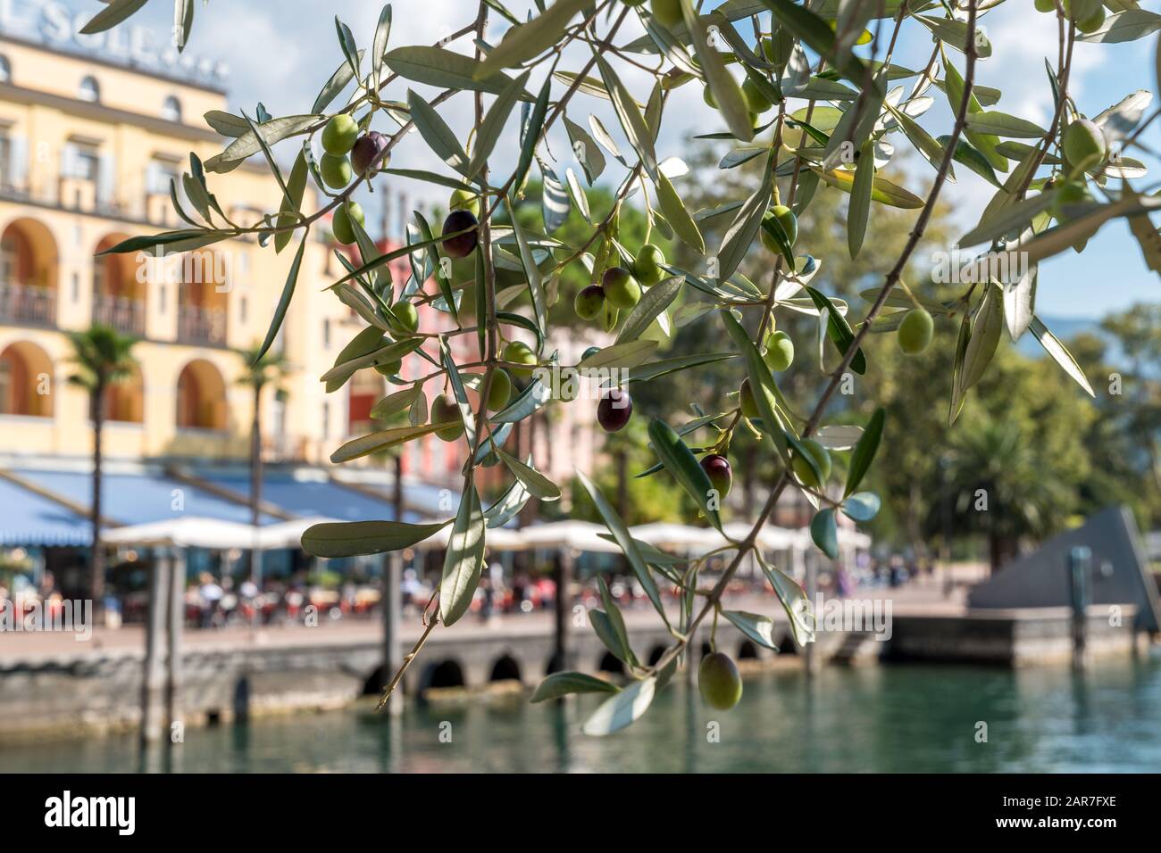 Promenade on Lake Garda in Italy with olive tree Stock Photo - Alamy