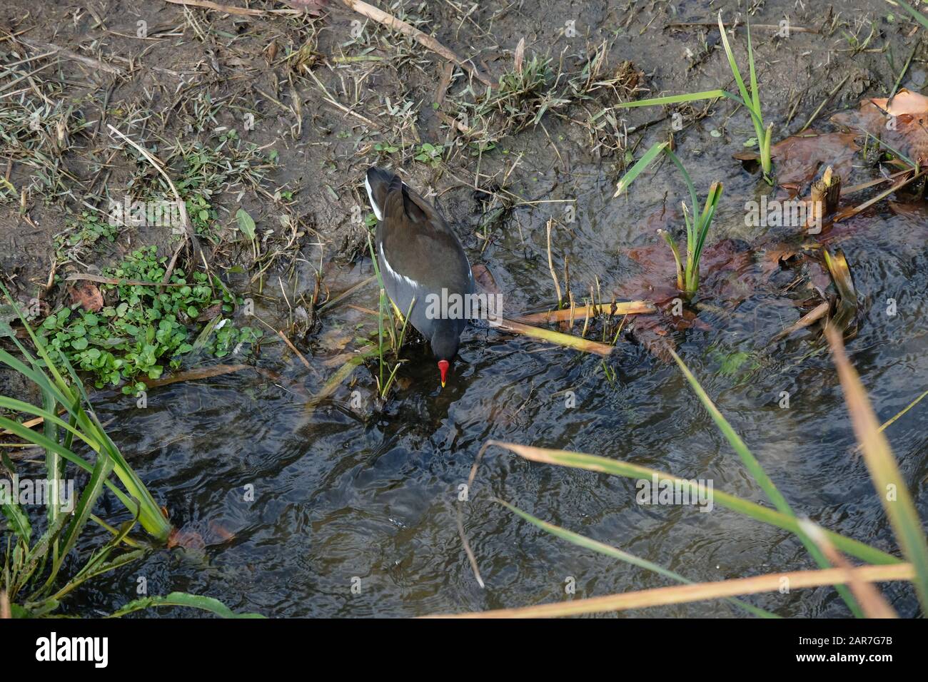 Red-beaked bird called Gallienta that lives in the riverzanares de ...