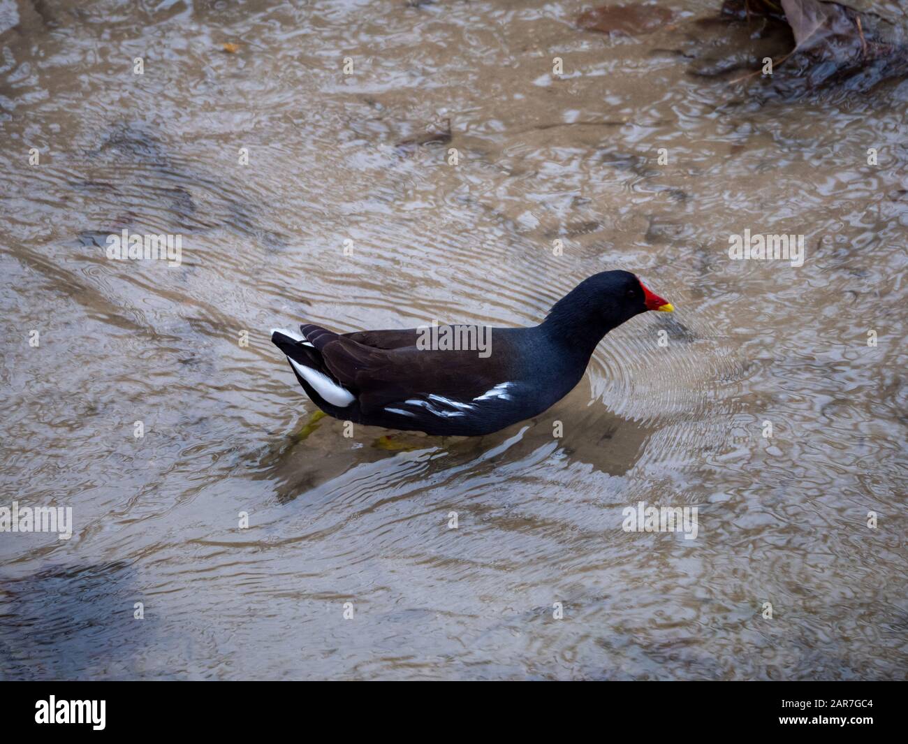 Red-beaked bird called Gallienta that lives in the riverzanares de ...