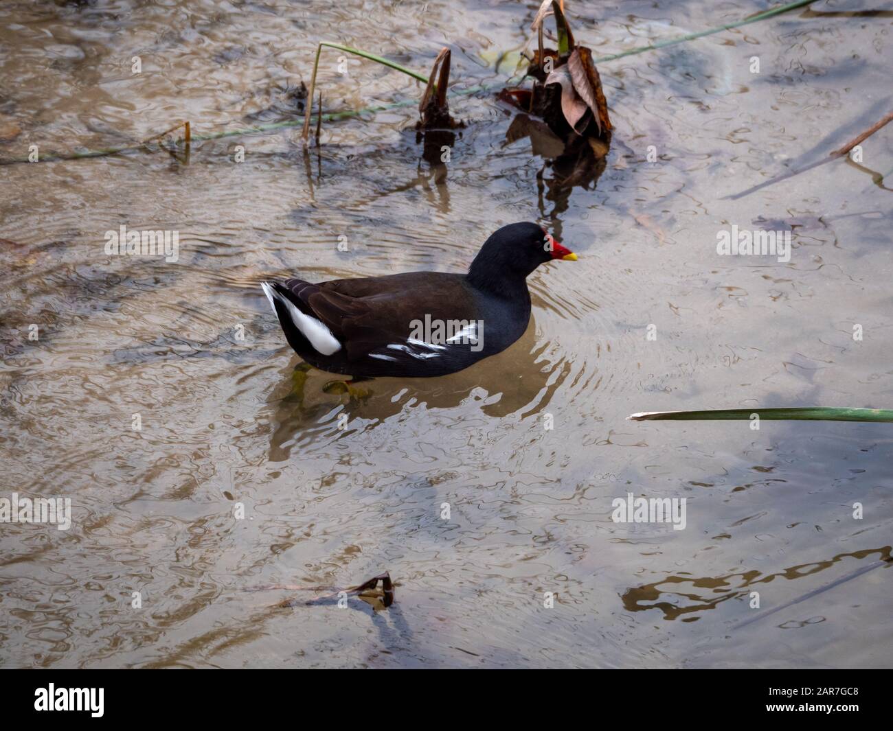 Red-beaked bird called Gallienta that lives in the riverzanares de ...