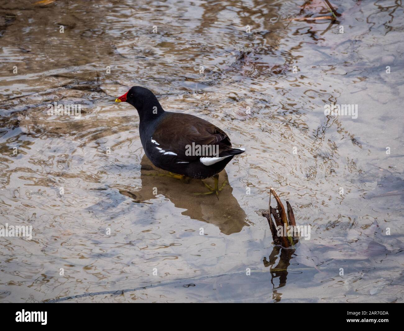 Red-beaked bird called Gallienta that lives in the riverzanares de ...