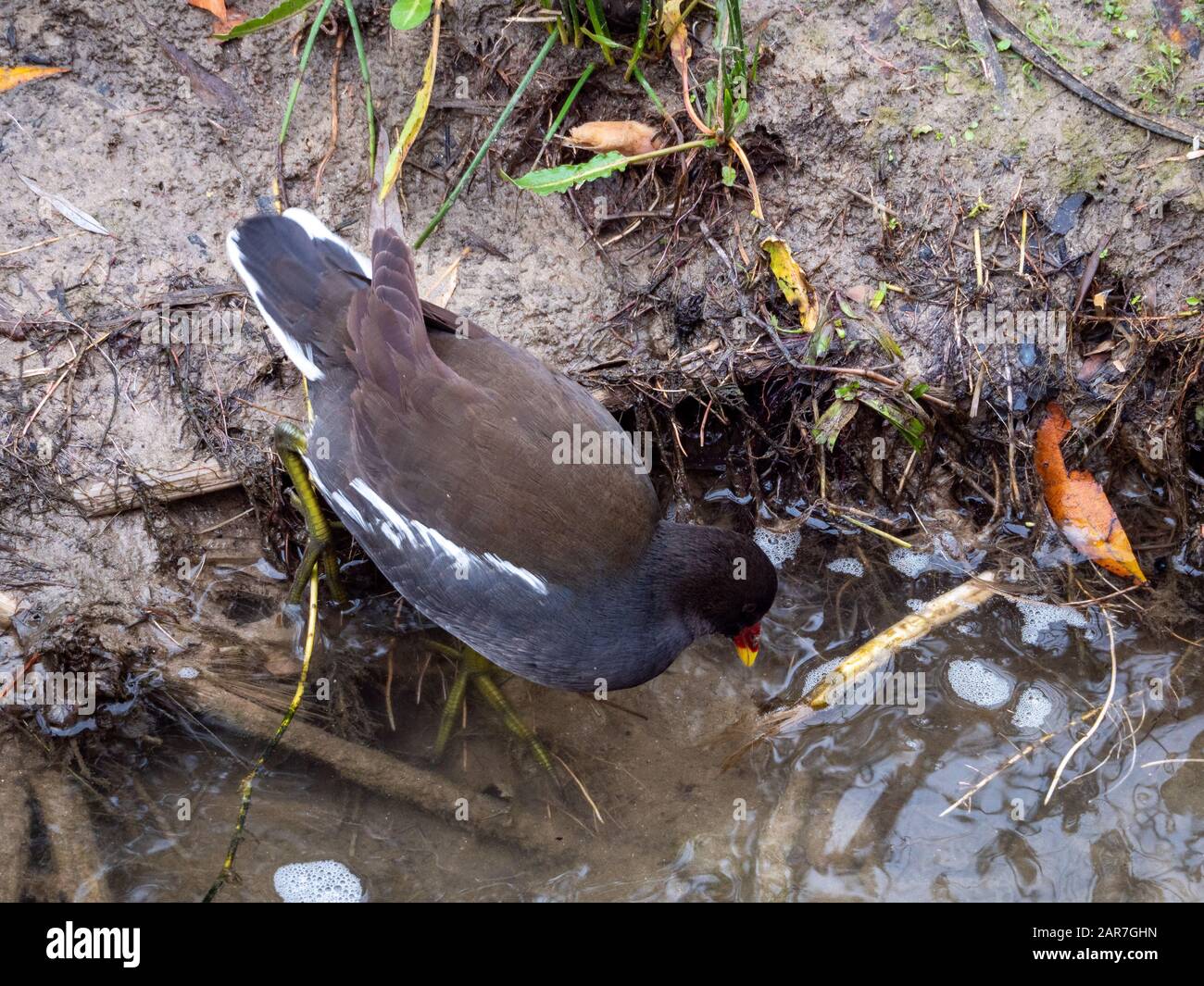 Red-beaked bird called Gallienta that lives in the riverzanares de ...