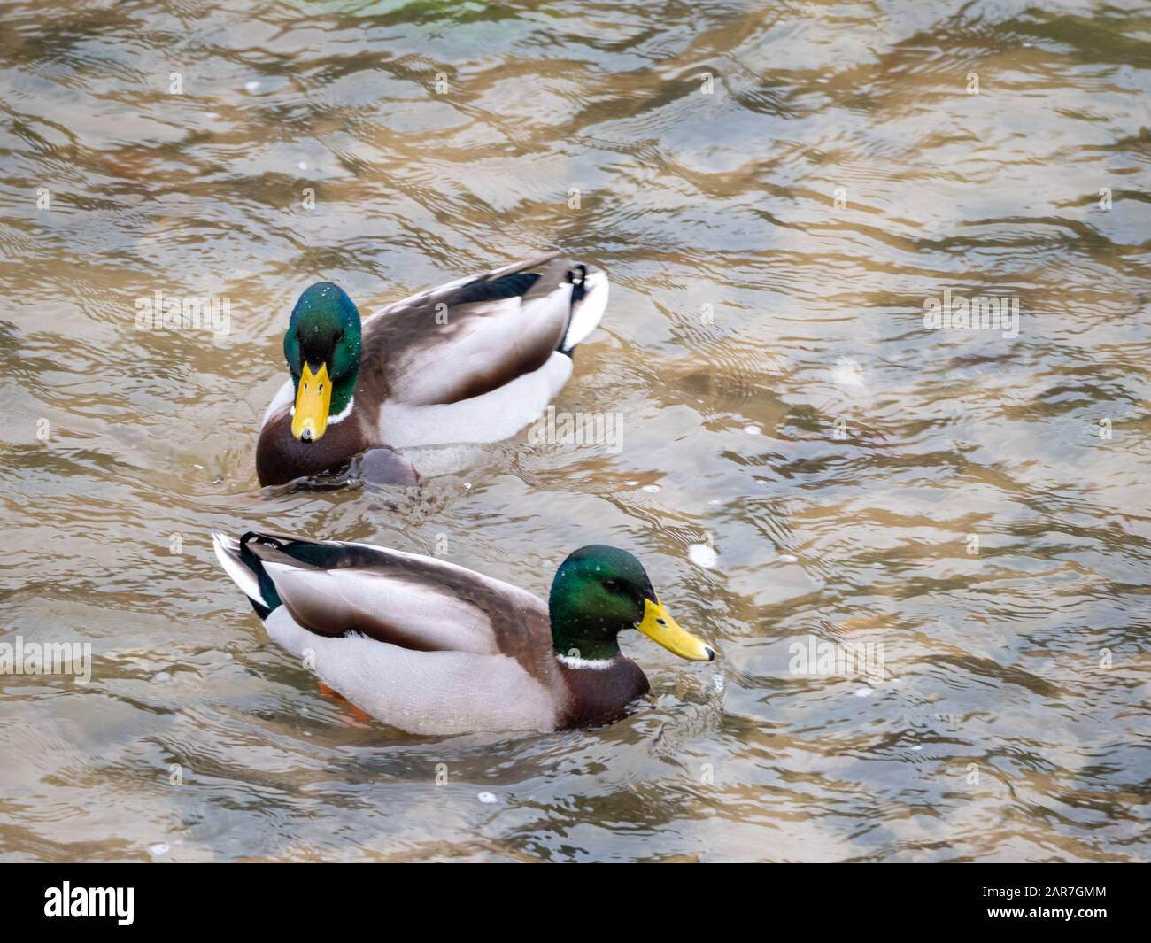 Two male and one female mallards hi-res stock photography and images ...