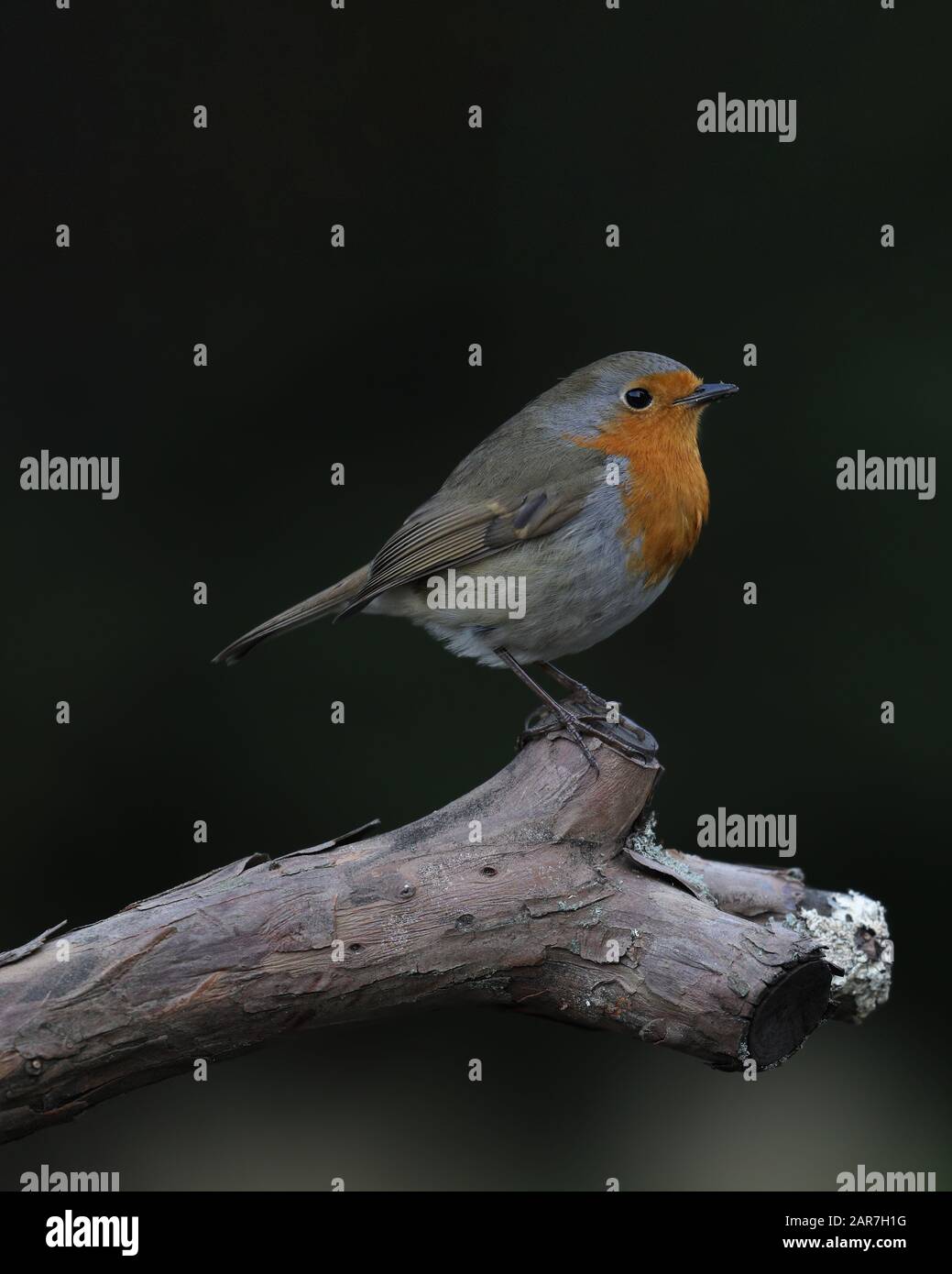 Robin on log on dark background - A4 Portrait Stock Photo - Alamy