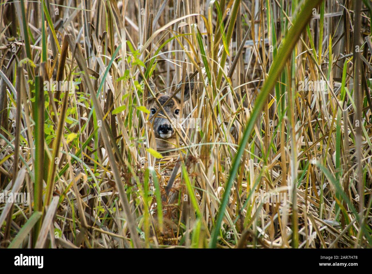 Roe deer staring straight at the camera through a thicket of reeds in a ...