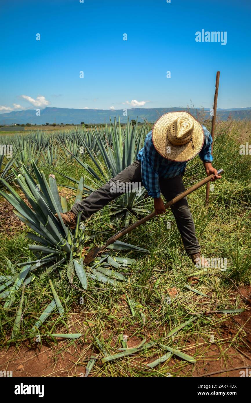 A farmer using a traditional tool to harvest agave plants Stock Photo ...