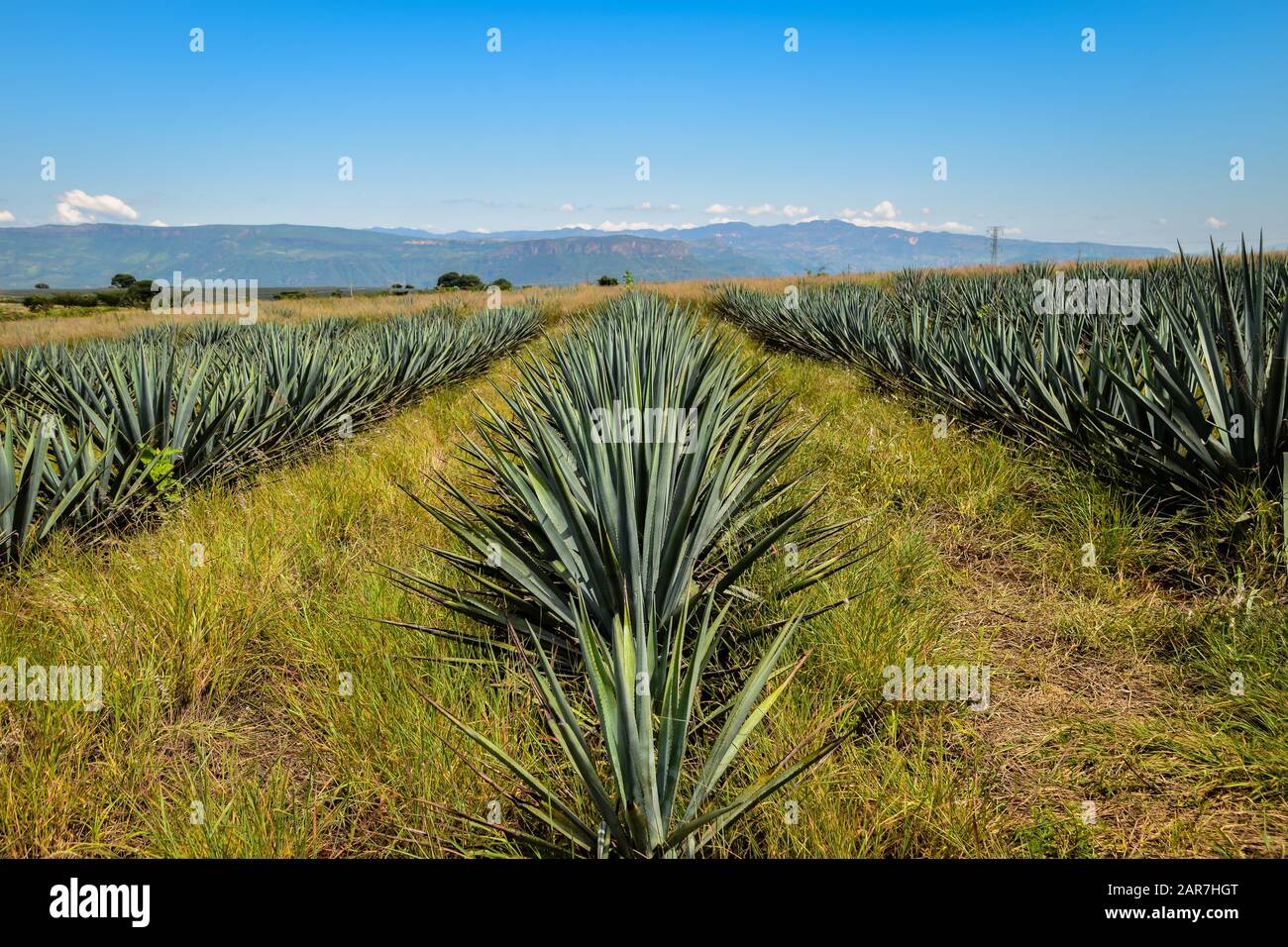 Central mexican agave hi-res stock photography and images - Alamy