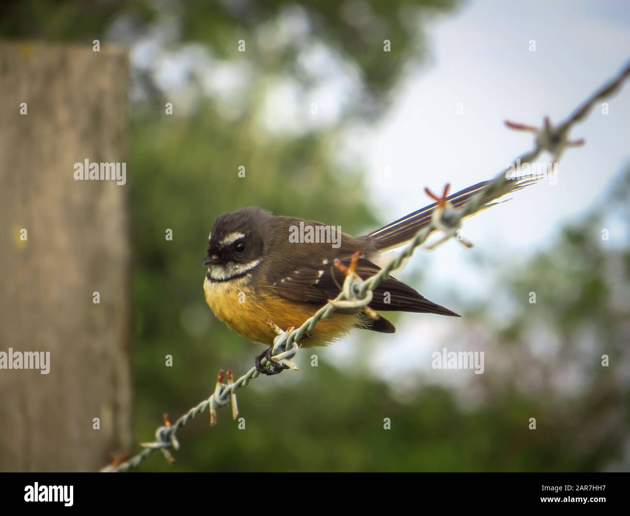 New Zealand fantail bird (Rhipidura fuliginosa) sitting on barbed wire ...