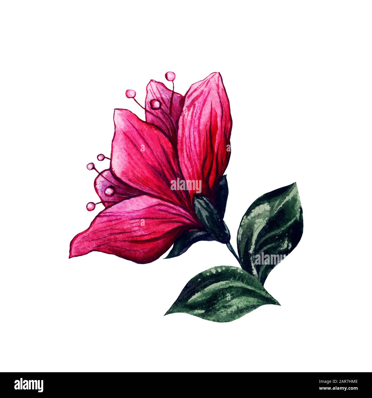 Plum blossom drawing hi-res stock photography and images - Alamy