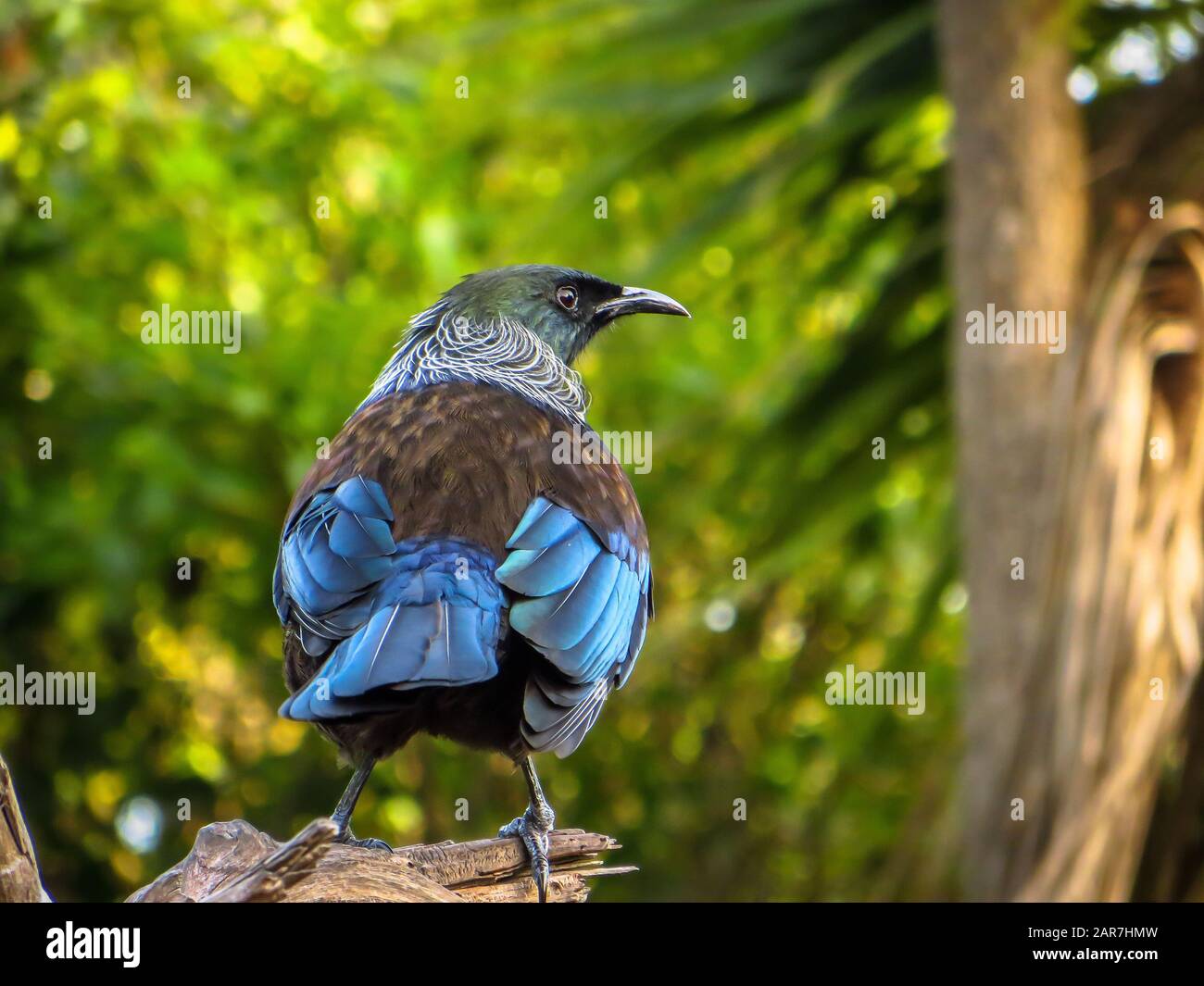 Tui bird ecology hi-res stock photography and images - Alamy