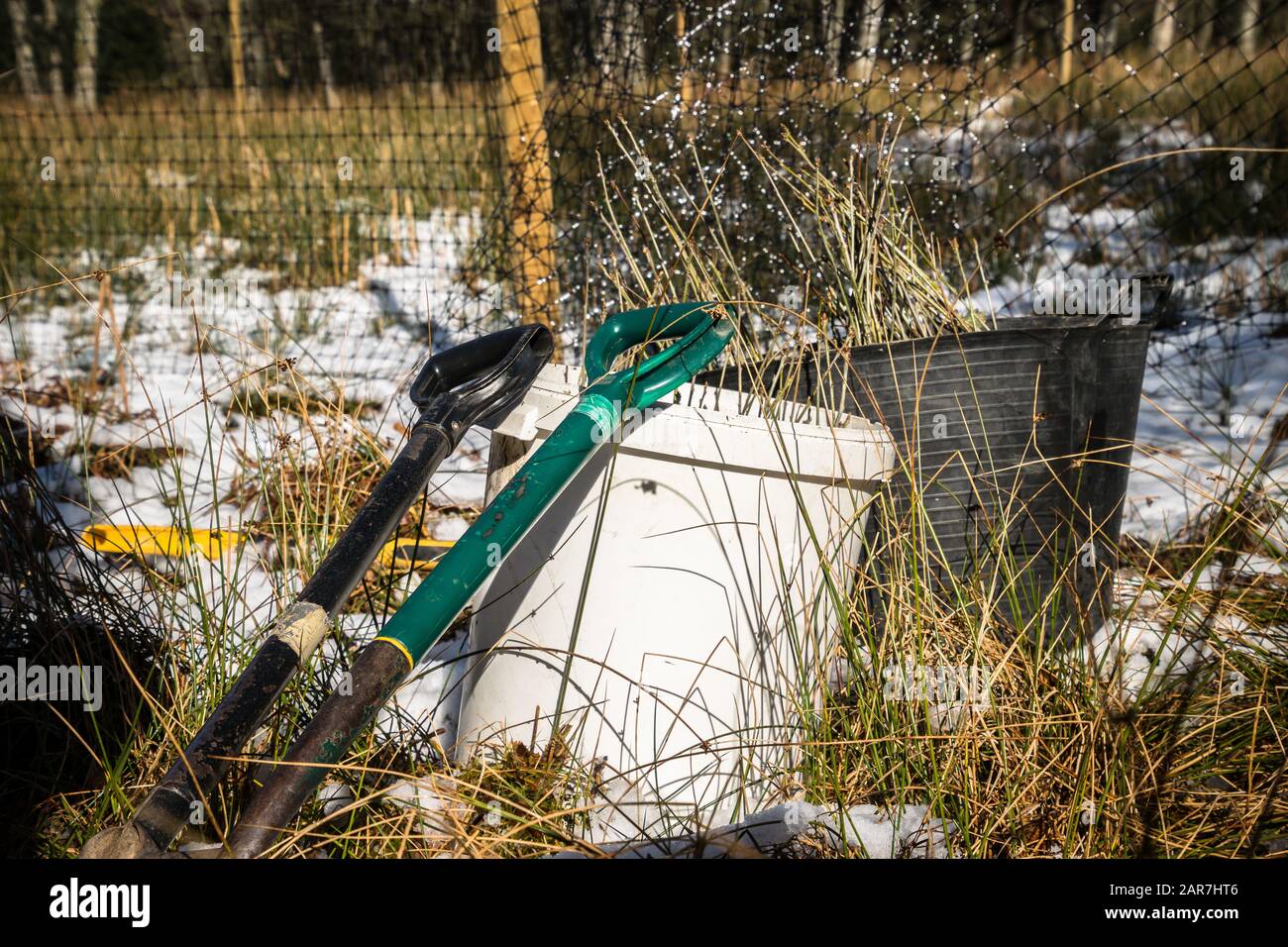 Two spades leaning against a bucket of young trees in front of a fenced ...