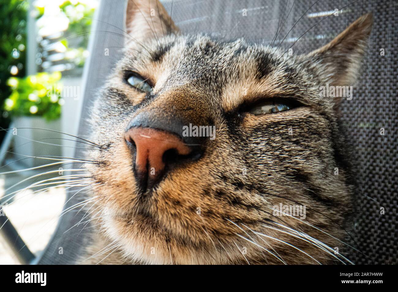 Super Funny Cat Pictures