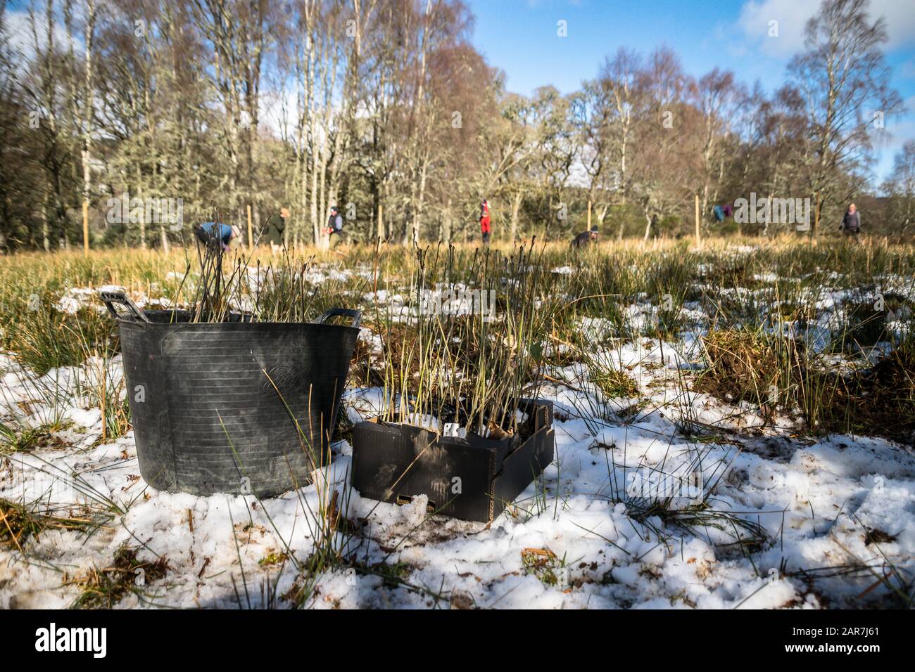 Tree planting scotland hi-res stock photography and images - Alamy