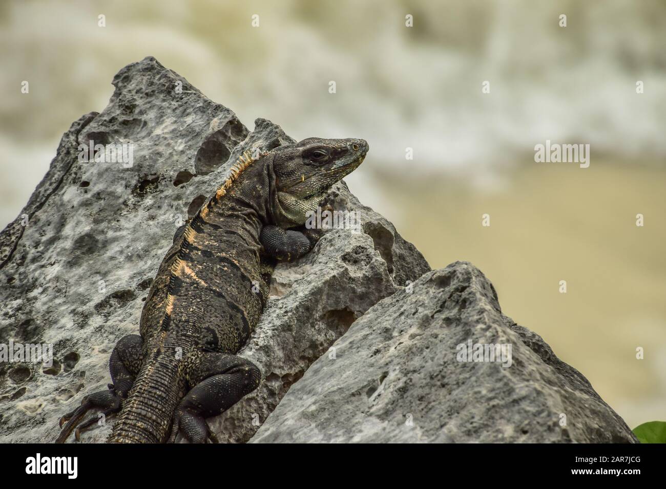 Large spiny tailed iguana (Ctenosaura pectinata) basking on a rock by ...