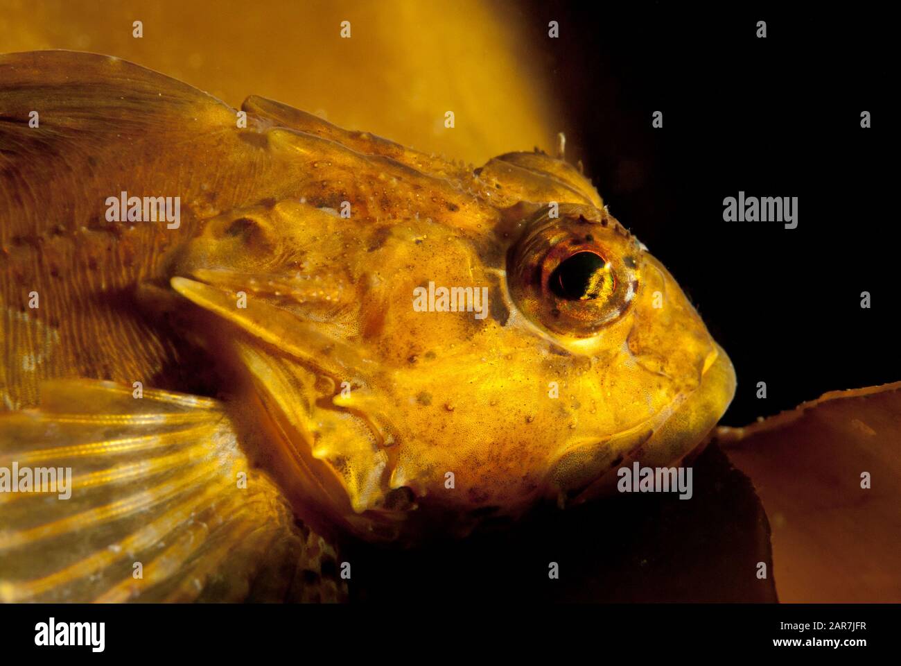 Taurulus bubalis uk hi-res stock photography and images - Alamy