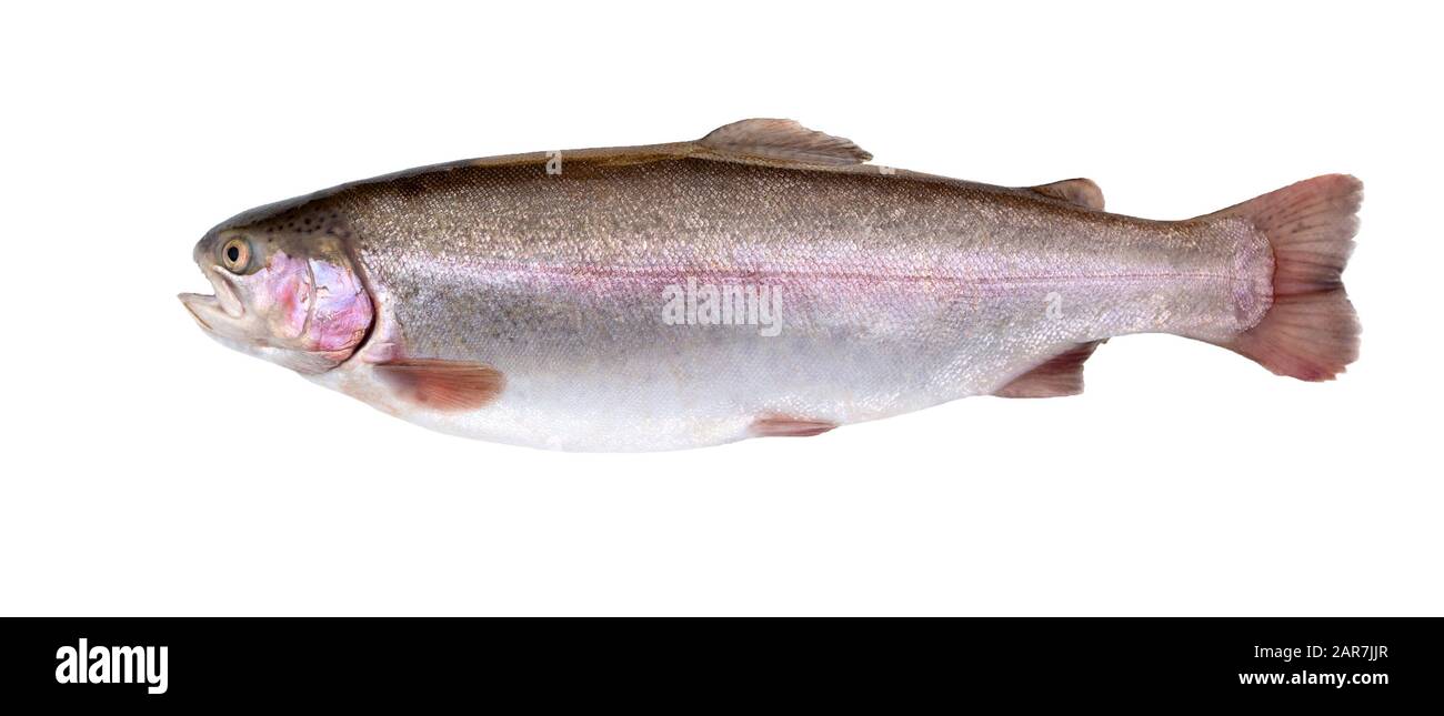 Trout fishing salmon hi-res stock photography and images - Alamy