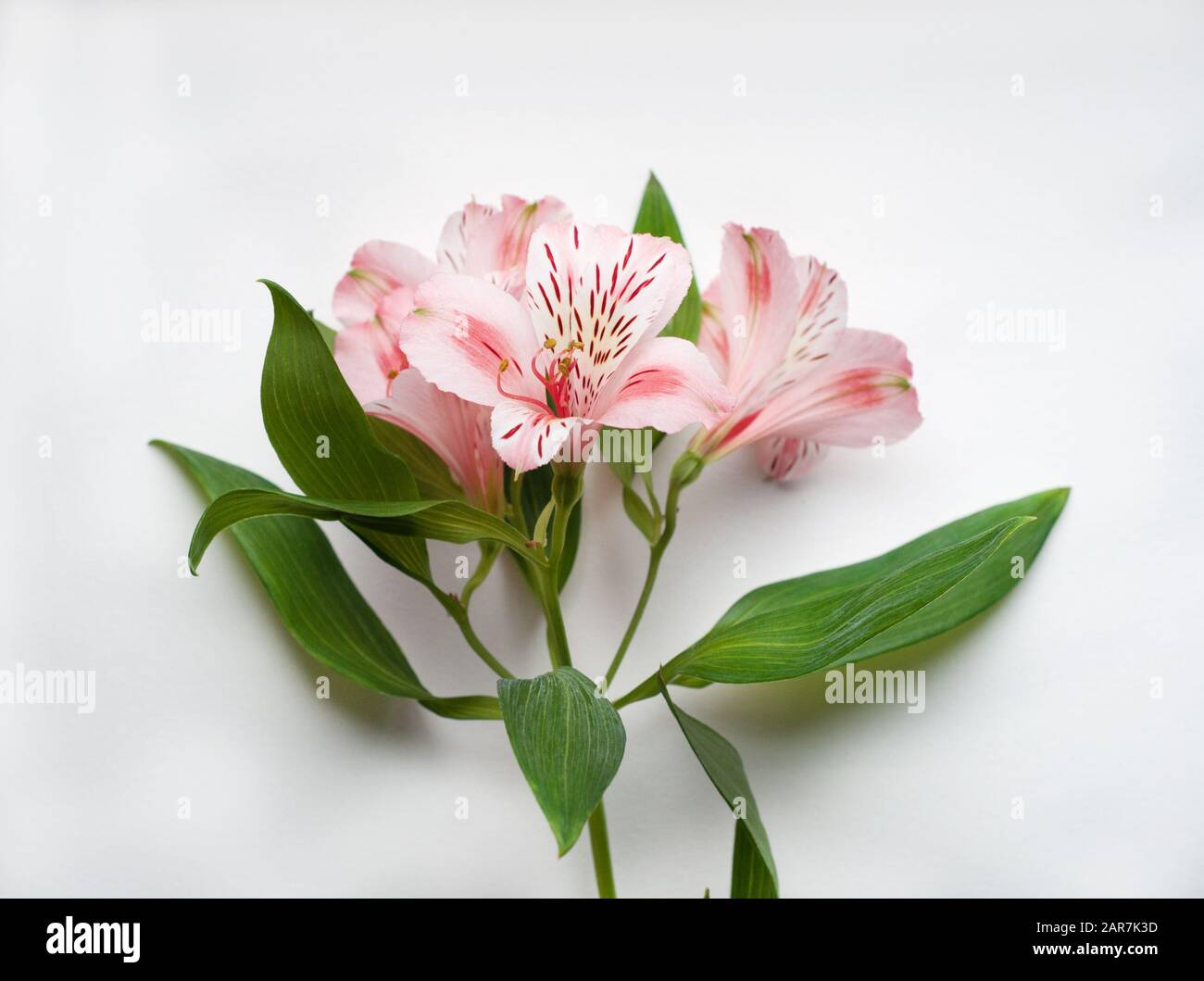 Beautiful Alstroemeria flowers. Pink flowers and green leaves on white ...