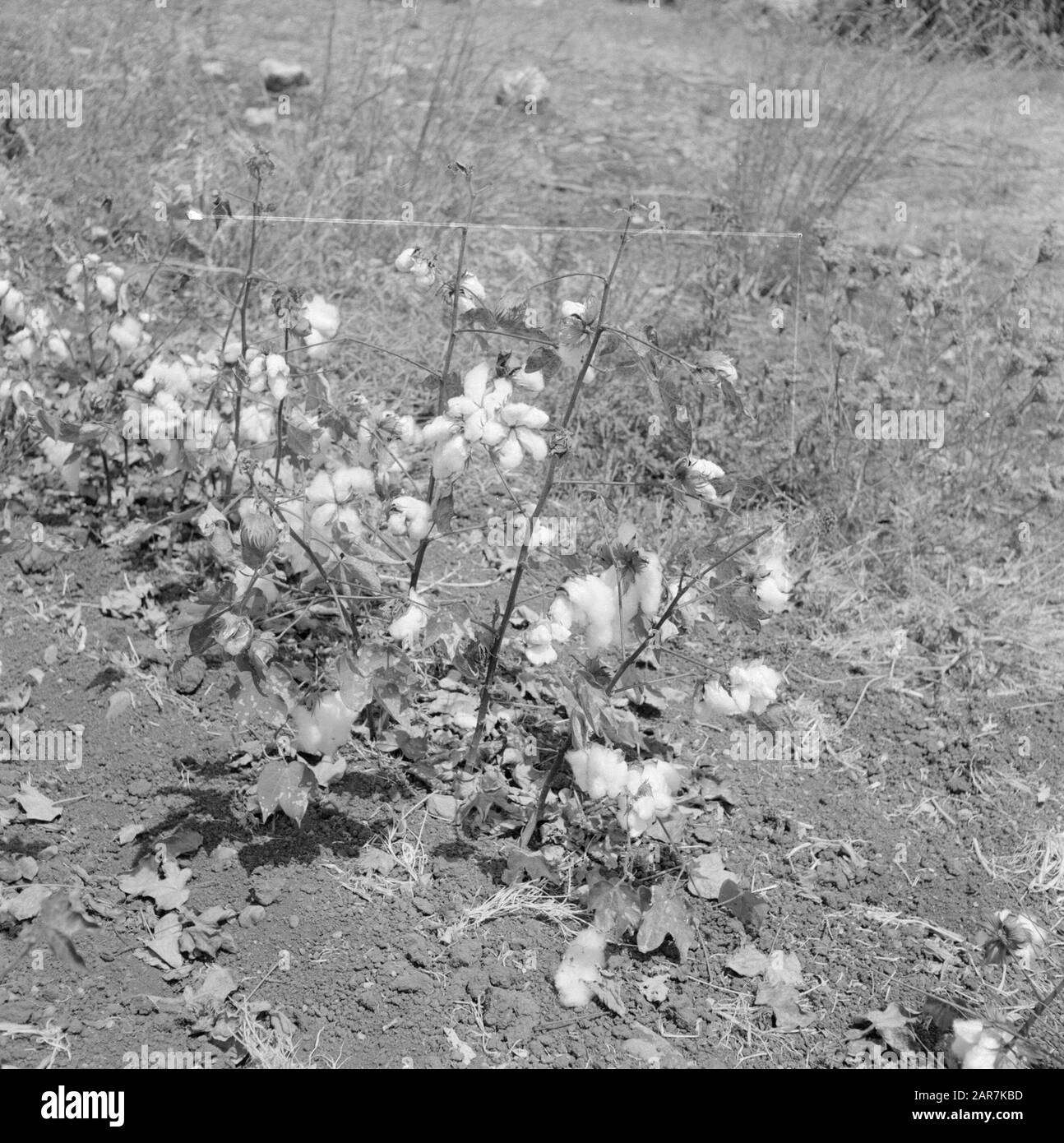 Maturing cotton Black and White Stock Photos & Images - Alamy