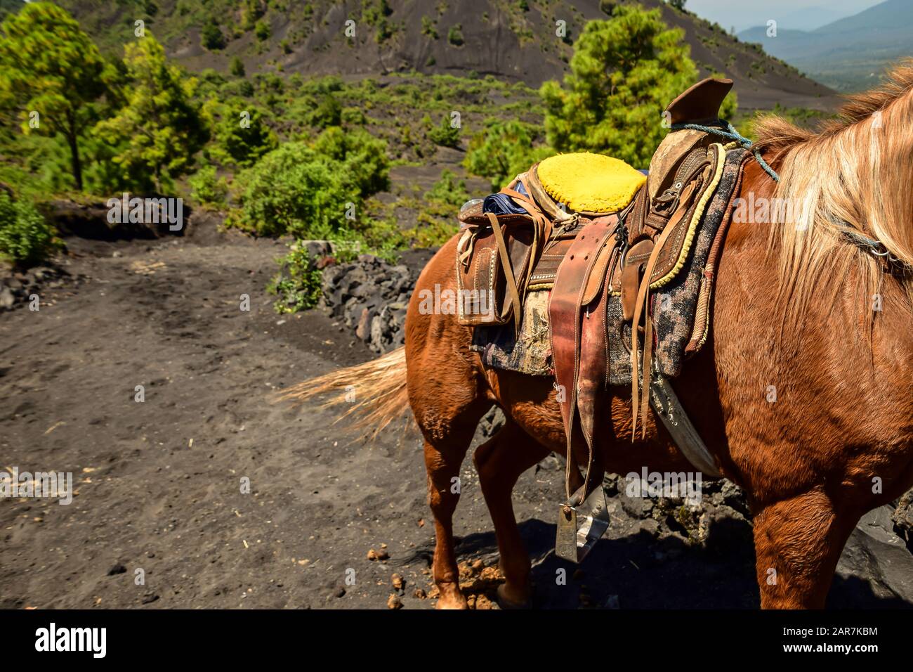 Horse with a saddle standing on an ash path leading up to a volcano ...
