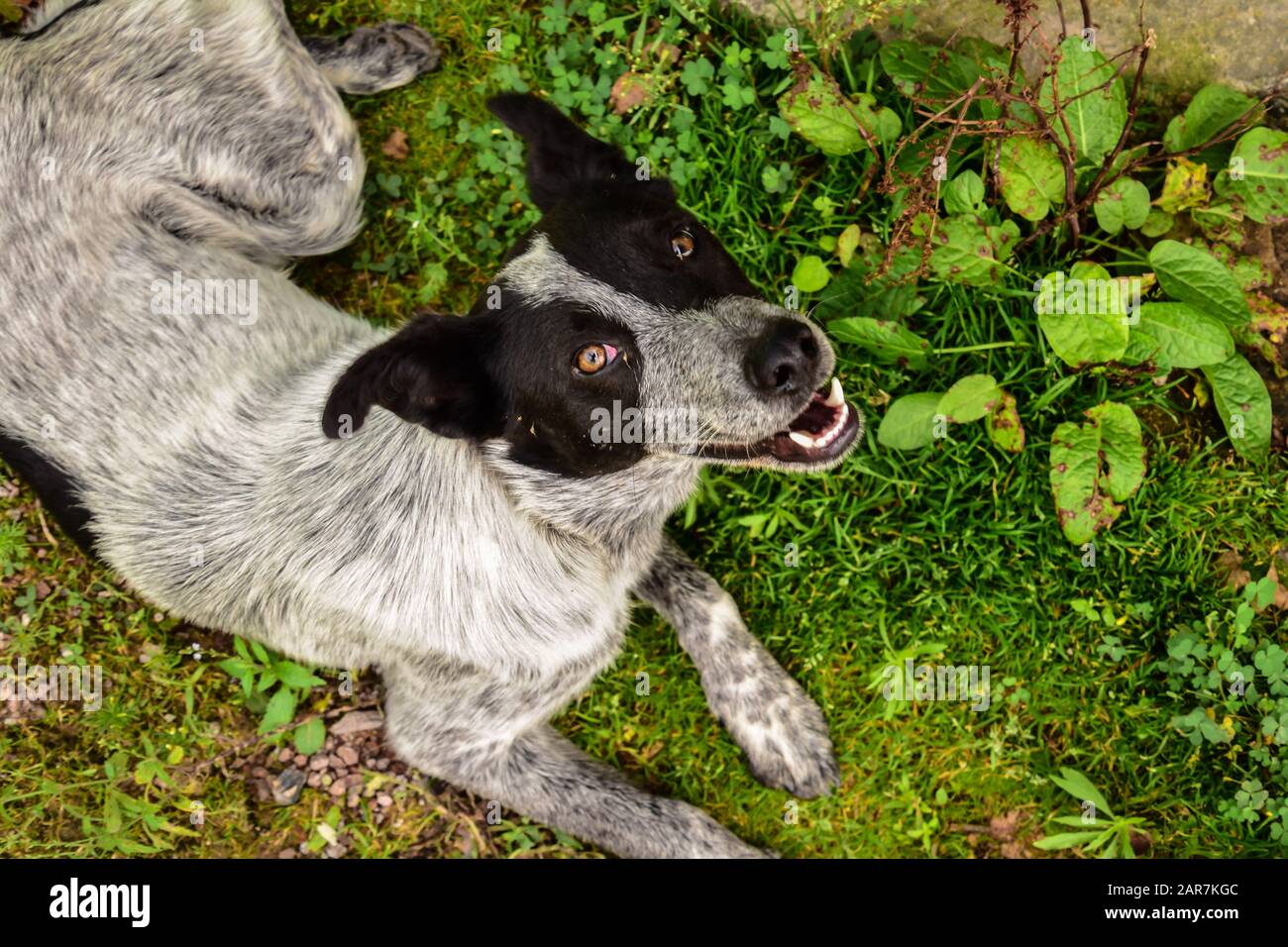 A happy black and grey dog sitting on the ground looking at the camera ...