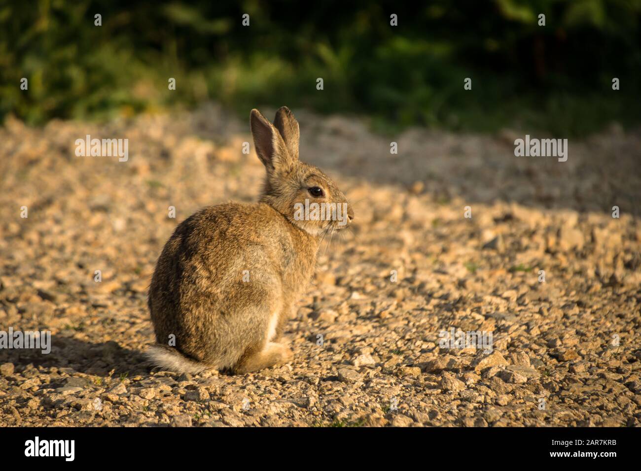 A rabbit sits in setting sun on the Isle of Arran, Scotland Stock Photo ...