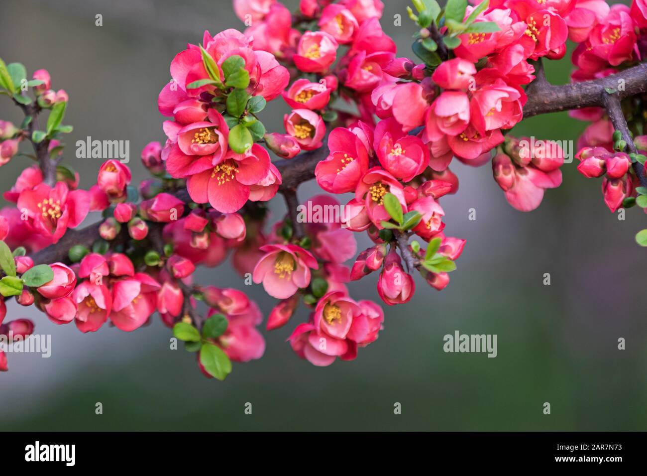 Spring red flowers hi-res stock photography and images - Alamy