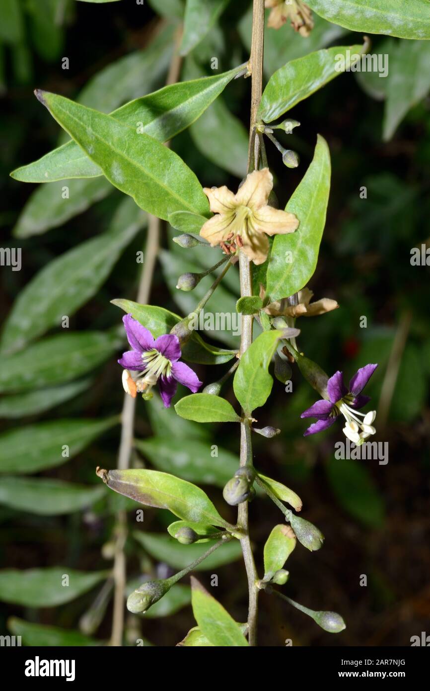 Lycium barbarum (Duke of Argyll's tea plant) is a tree native to China ...