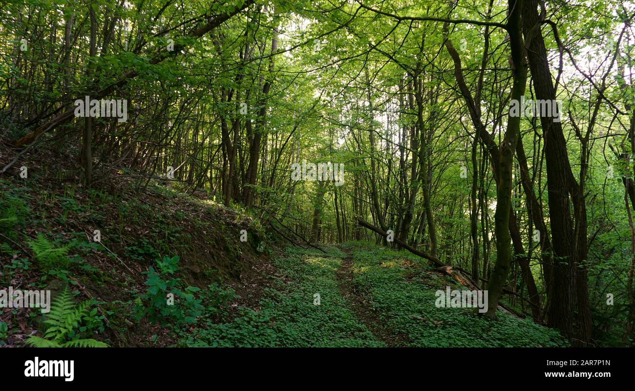 Idyllic forest path hi-res stock photography and images - Alamy