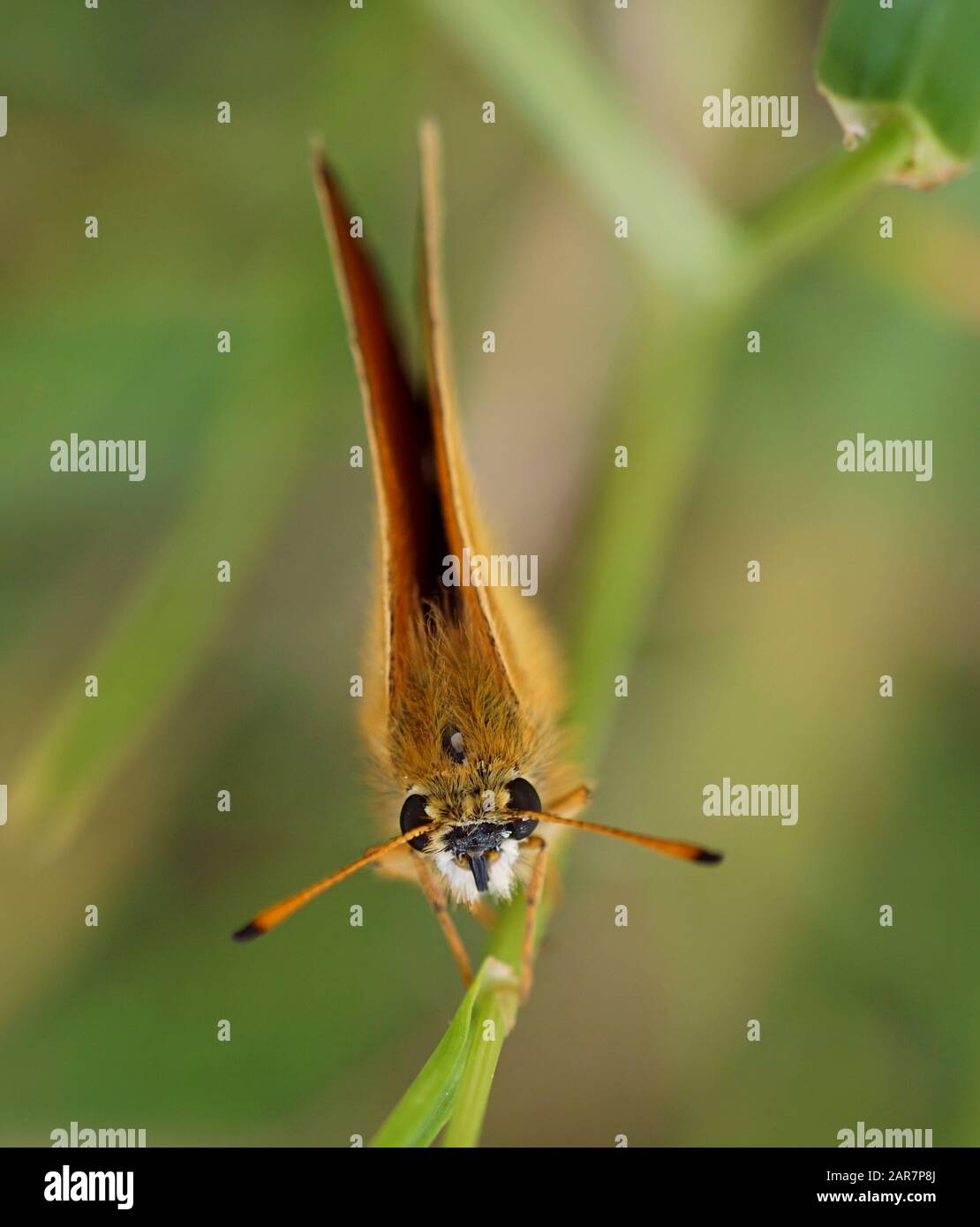 small skipper - Thymelicus sylvestris Stock Photo - Alamy