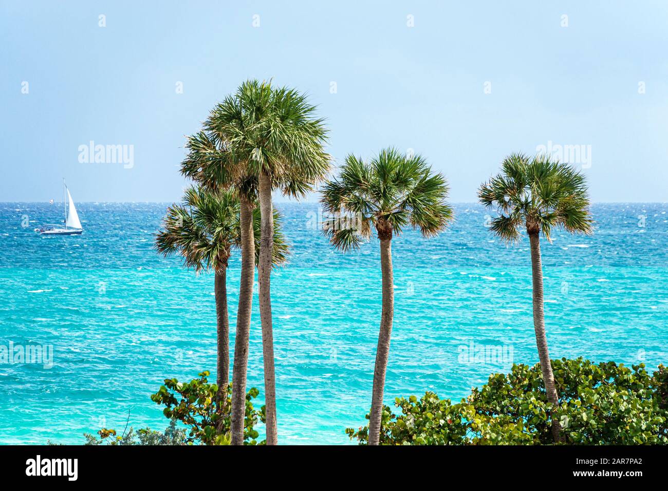 Miami Beach Florida,Atlantic Ocean water palm trees,sailboat,waves ...