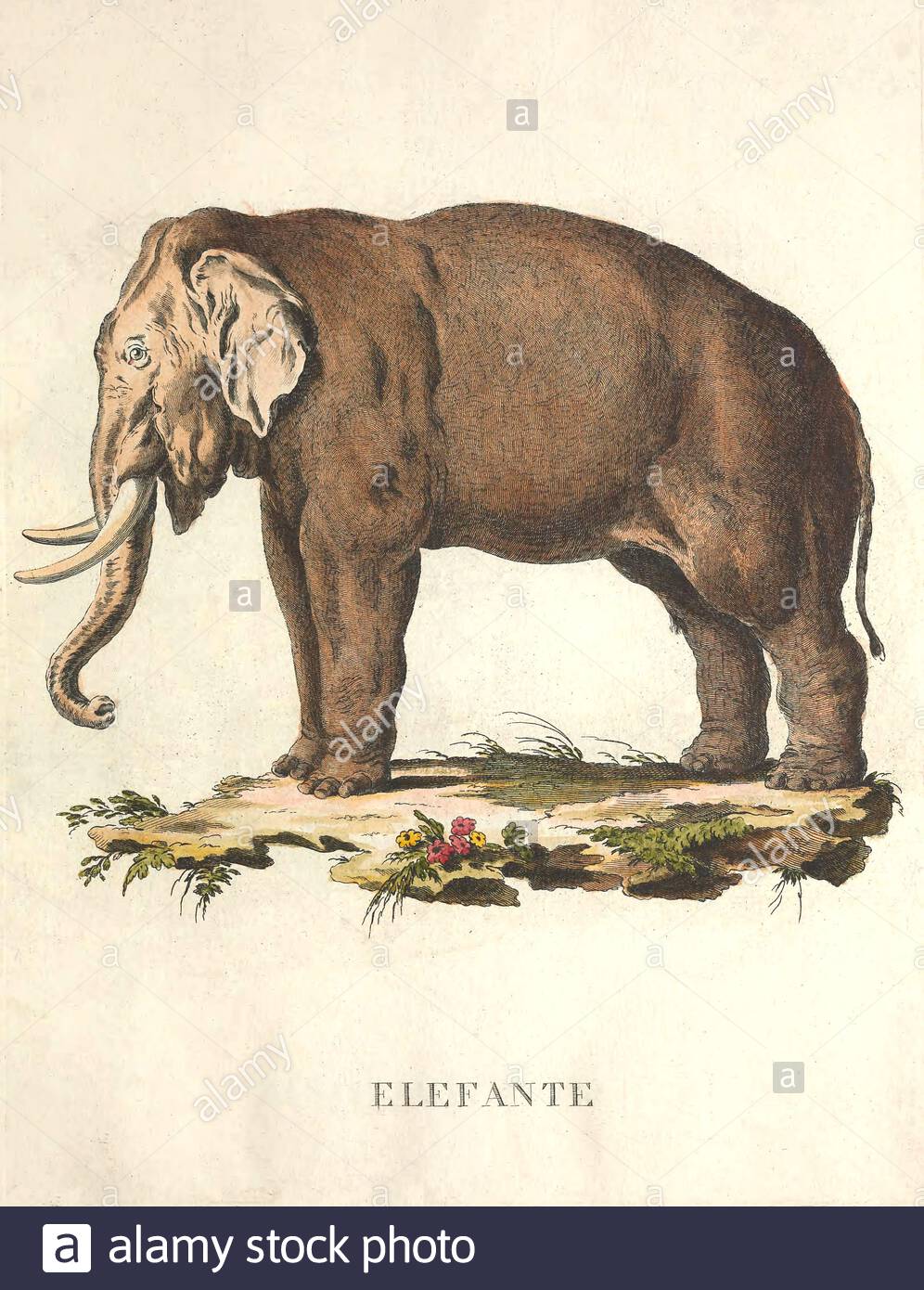 Drawing of an elephant hi-res stock photography and images - Alamy