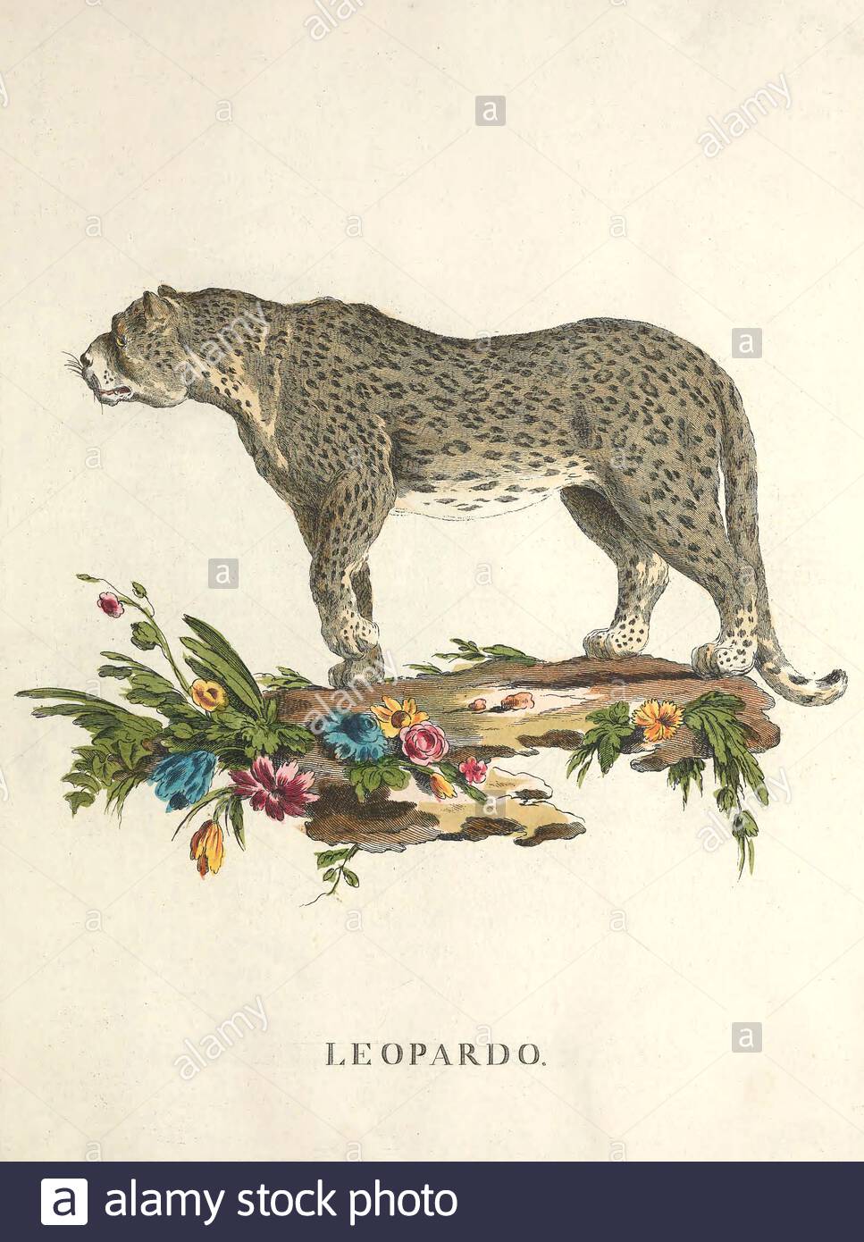 Leopard, vintage colour illustration from 1771 Stock Photo - Alamy