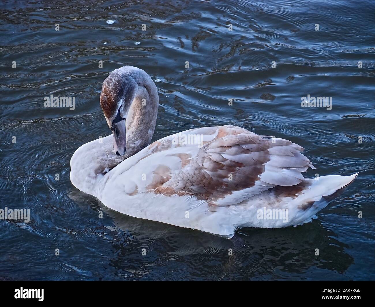 Grey flux hi-res stock photography and images - Alamy