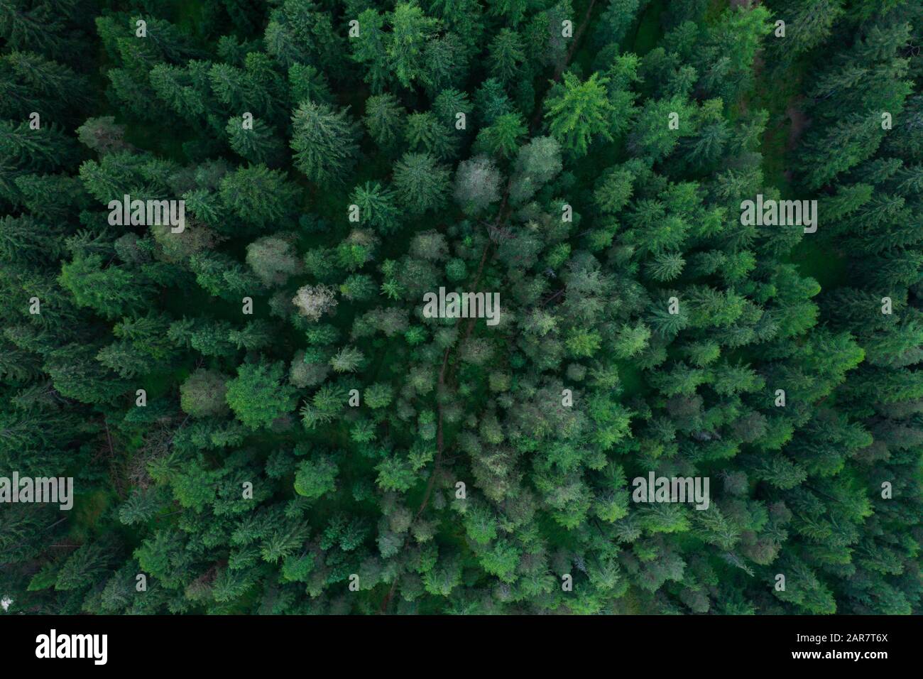 Texture of forest view from above, Aerial top view forest, Panoramic ...