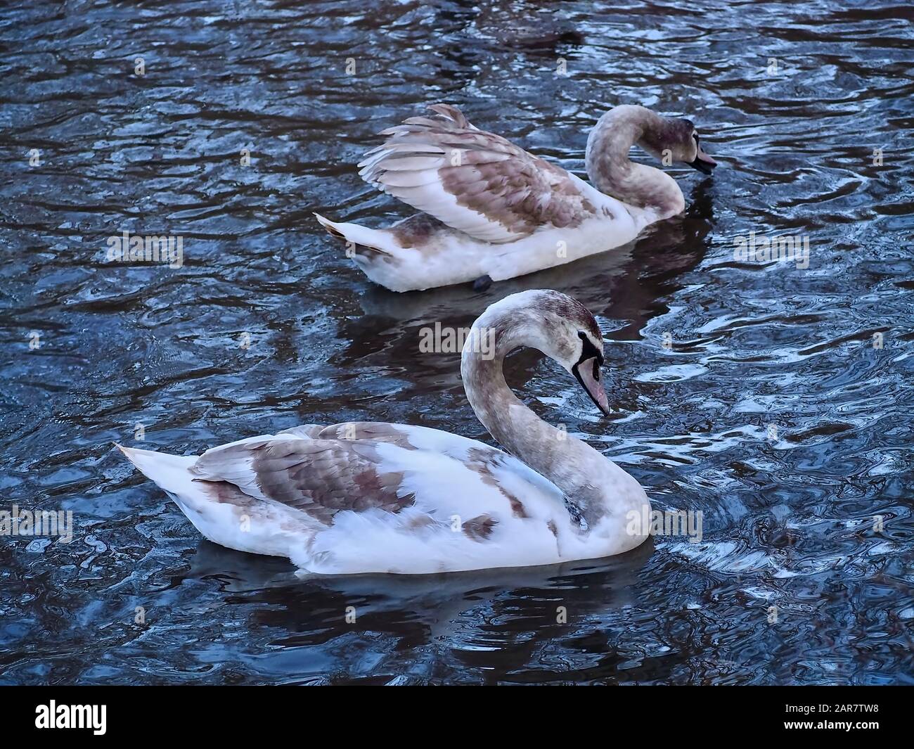 Portrait of a young swan child swimming Stock Photo - Alamy