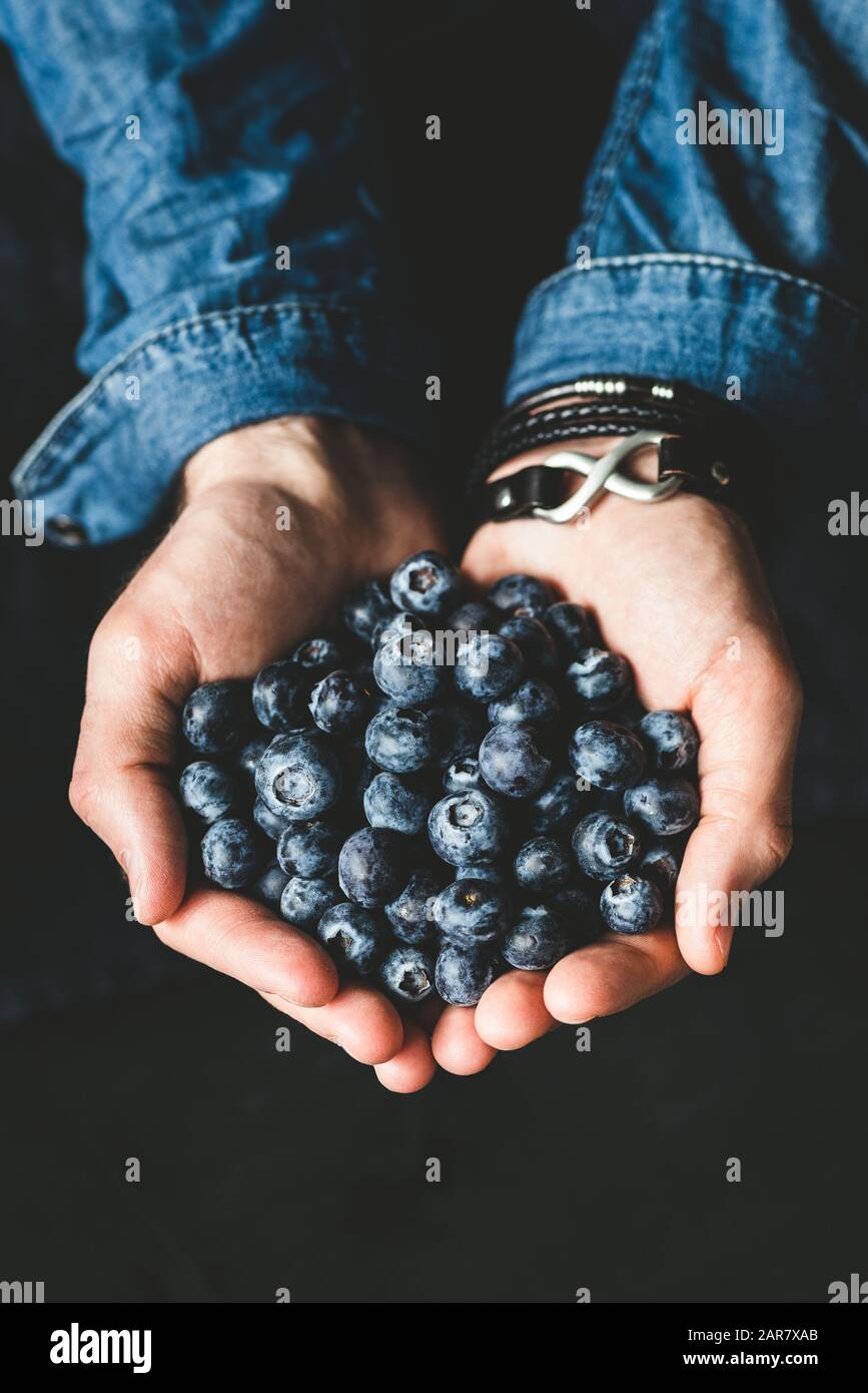 Male hands holding fresh blueberries. Blueberry harvest in hands black ...